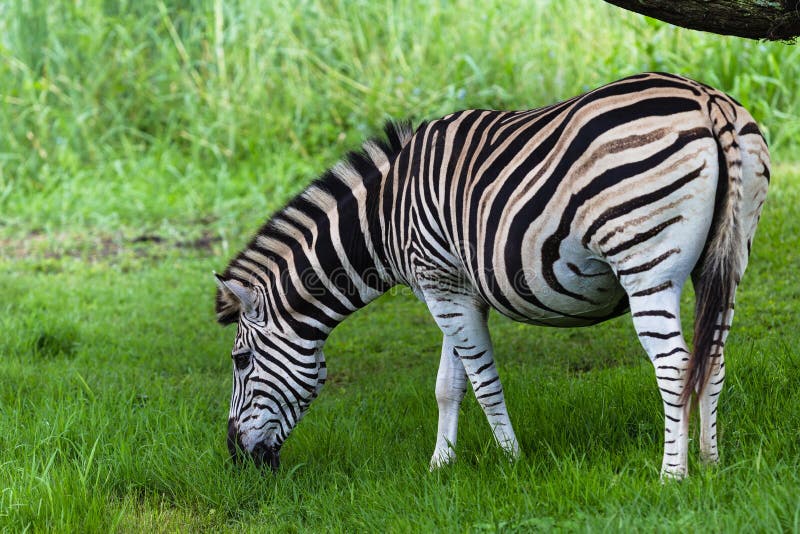 Cebra embarazada foto de archivo. Imagen de turismo, safari - 16923492