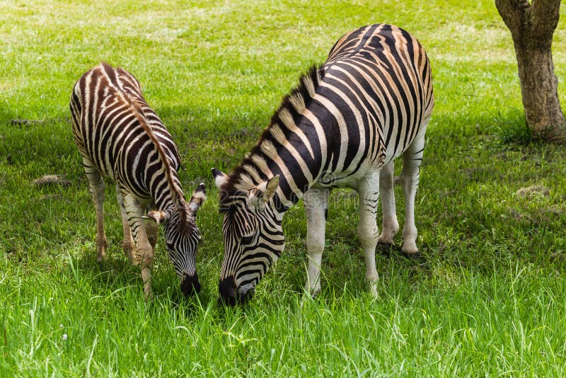 Potro y yegua embarazada imagen de archivo. Imagen de nadie - 19946893