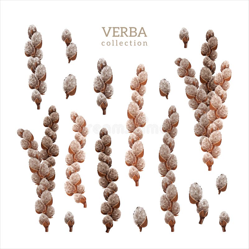 Verba and Willow Branches Collection, Color Illustration Stock Vector ...
