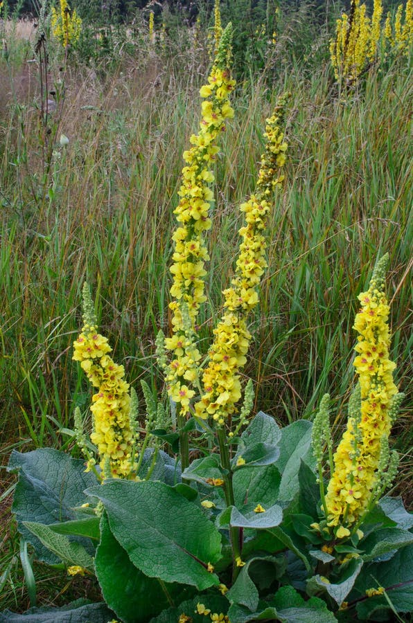 Verbasco, pianta vellutata fotografia stock. Immagine di wildflower ...
