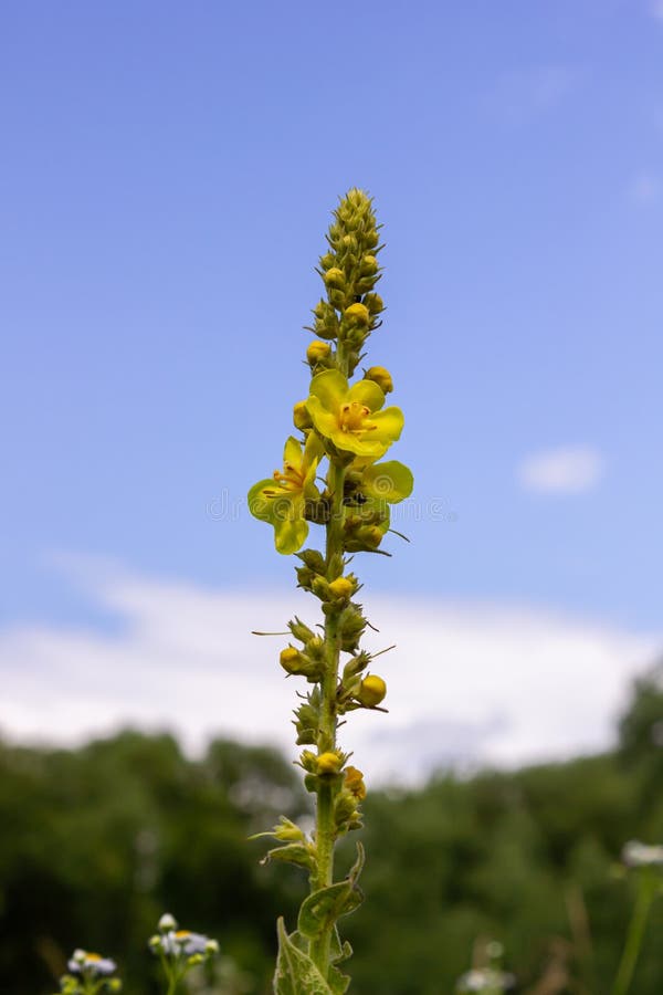 Verbascum Densiflorum La Conocida Mulleina Denseflada Foto de archivo ...