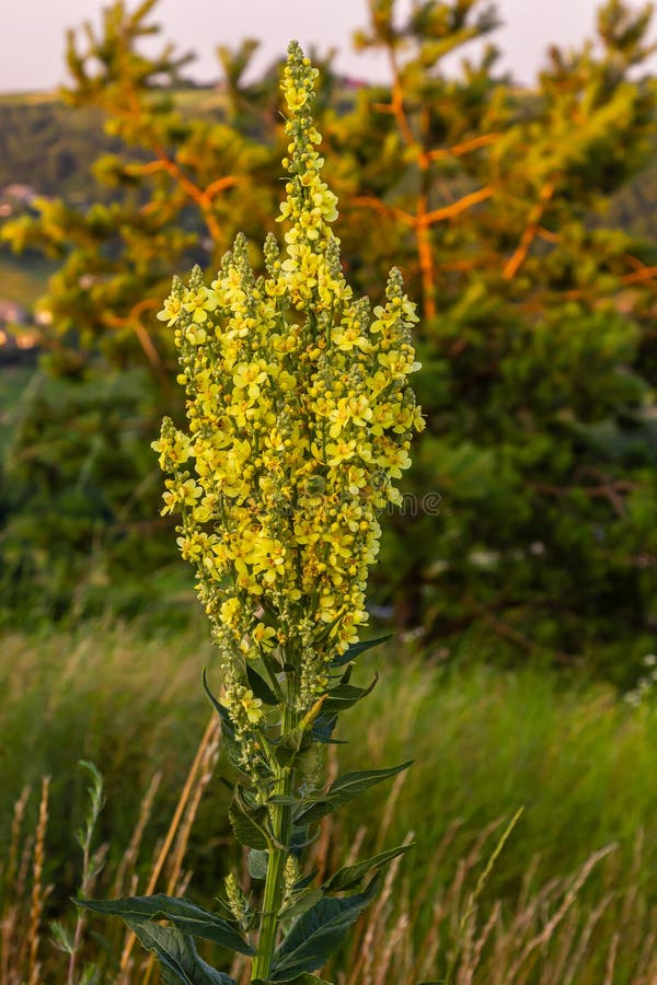 Verbascum Densiflorum La Conocida Mulleina Denseflada Imagen de archivo ...