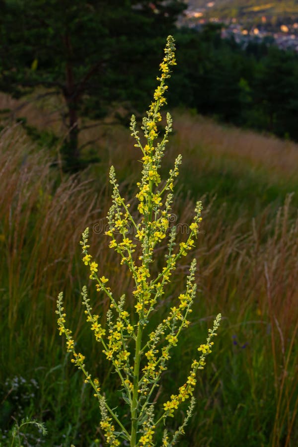 Verbascum Densiflorum the Well-known Dense-flowered Mullein Stock Photo ...