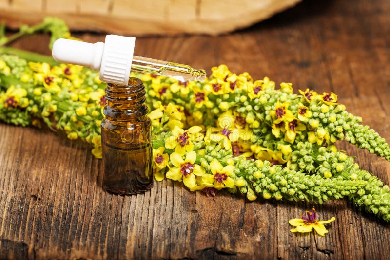 Verbascum - Mullein Herbal Extract Stock Image - Image of nature ...