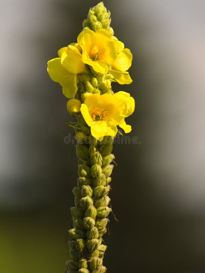 Verbascum thapsus stock photo. Image of thapsus, petal - 156249546