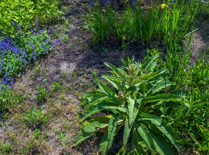 Verbascum Thapsus, the Great Mullein or Greater Mullein. the Plant is ...
