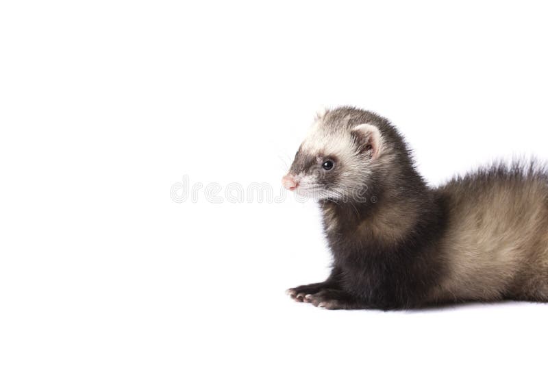 Fret Op Witte Achtergrond Wordt Geïsoleerd Die Stock Afbeelding - Image ...