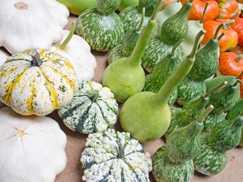 Sierpompoenen, Pompoenen, De Winterpompoenen in Mand Stilleven 1 ...