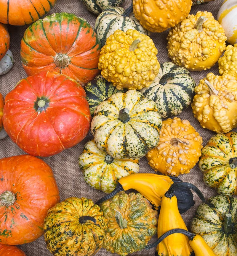 Sierpompoenen, Pompoenen, De Winterpompoenen in Mand Stilleven 1 ...