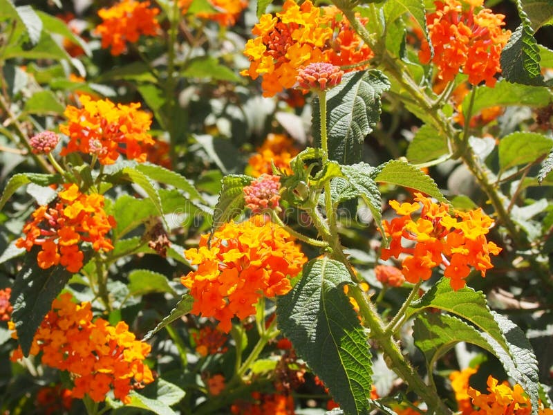Verbena stock photo. Image of flowers, plant, bright - 80659150