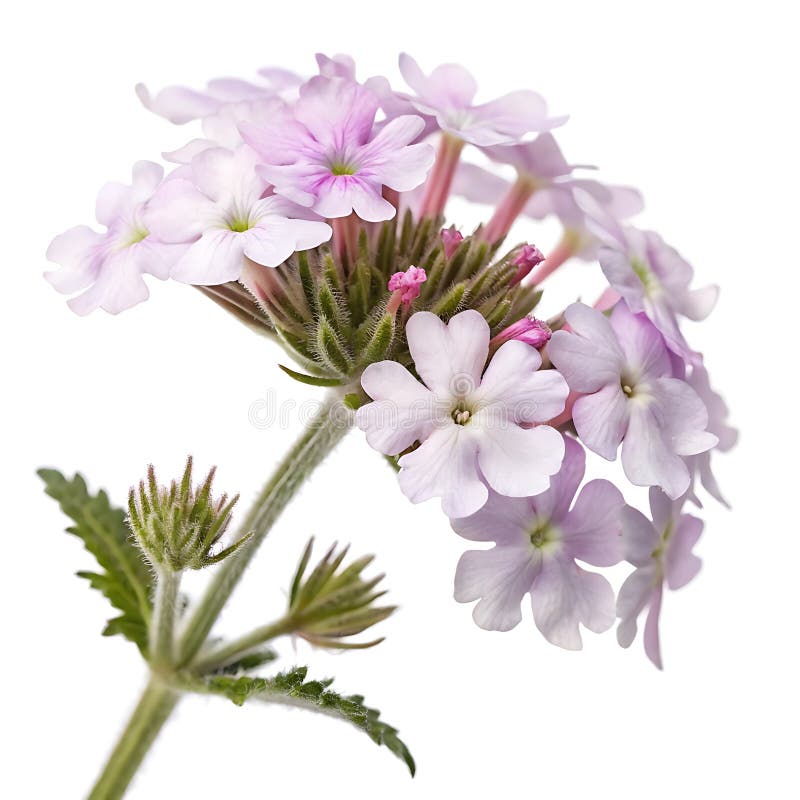 Verbena Flower in White Background Light Purple Verbena Flower Cluster Isolated on White ...