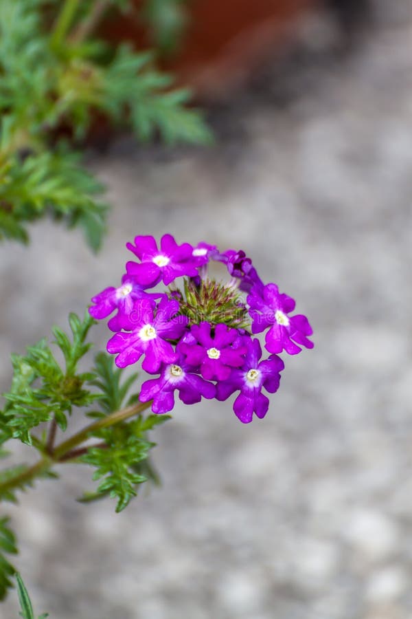 Verbena flowers stock image. Image of bonariensis, pink - 52585591