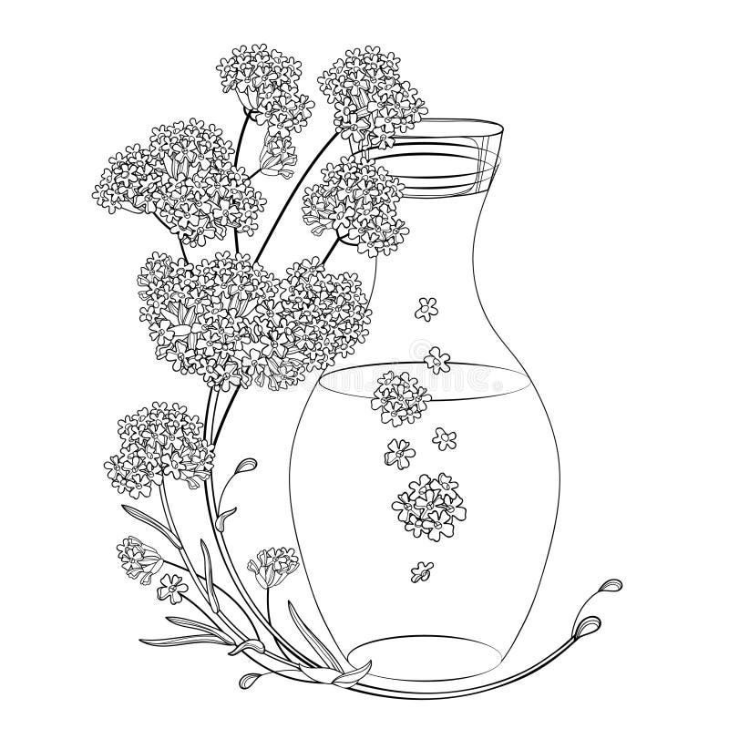 Vector Corner Bouquet of Outline Verbena or Argentinian Vervain Flower ...