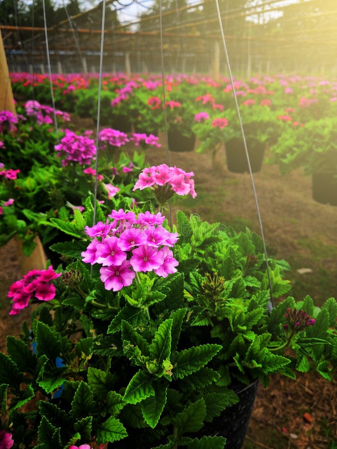 Verbena in a pot stock image. Image of natural, sell - 135408001