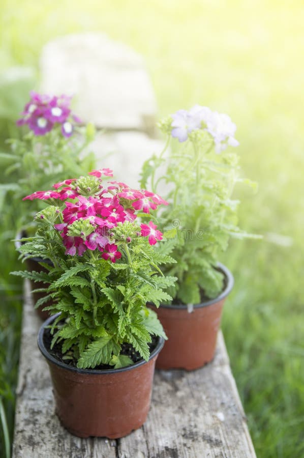 Pink Verbena Flowers in Wicker Pot on Old Log Stock Photo - Image of ...