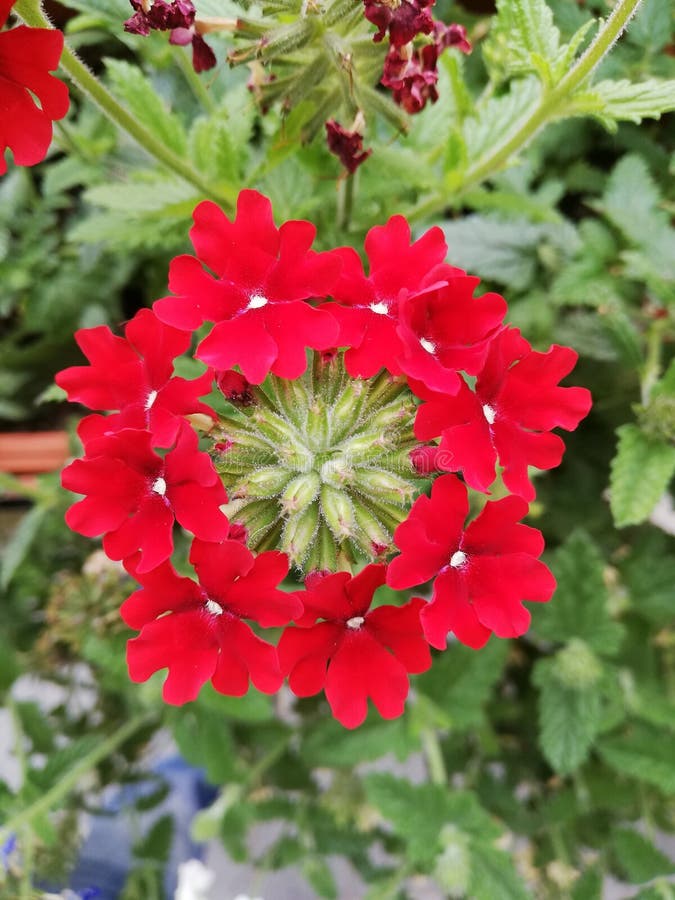 Verbena red flowers stock photo. Image of flower, fiori - 169396808