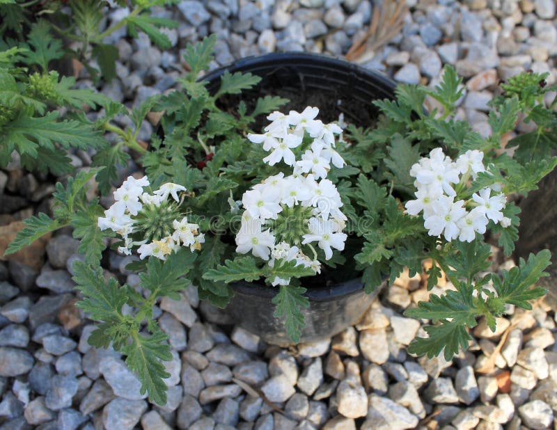 479 Verbena Plant Pot Stock Photos - Free & Royalty-Free Stock Photos ...