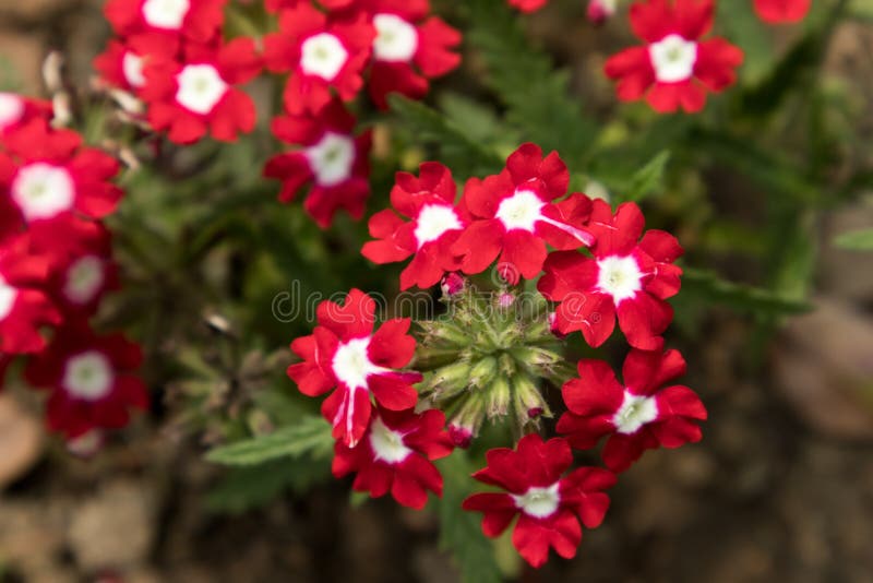 Verbene Hybride-ijzerkruid Hybrida Voss Stock Foto - Image of kenmerken ...