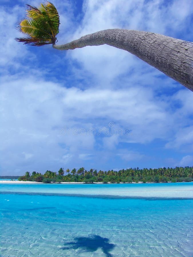 Verbiegende Palme stockbild. Bild von sand, verbiegen, koch - 128155