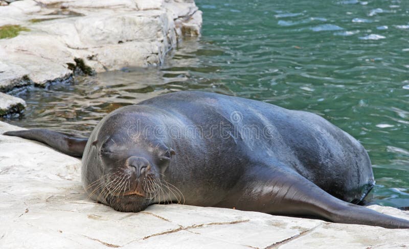 Verbinding in dierentuin stock afbeelding. Image of zoogdier - 2870459