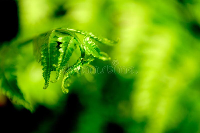 Verdant color stock photo. Image of branch, clean, isolated - 13127910