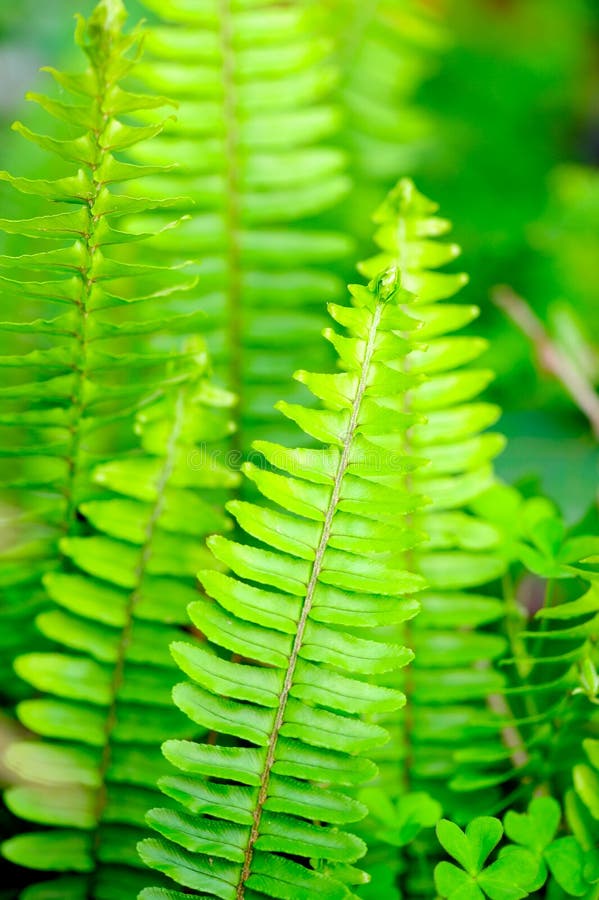 Verdant color stock photo. Image of detail, beauty, natural - 13128002