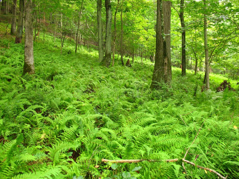 Verdant Forest stock photo. Image of ferns, verdant, summer - 3012822