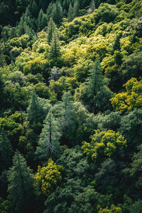 Verdant Forest Filled with Towering Trees Stock Illustration ...