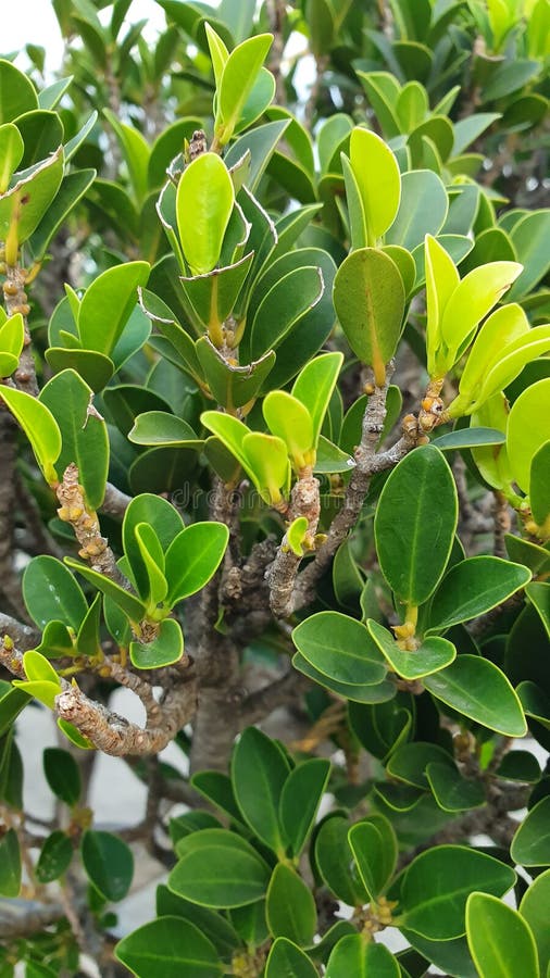 Verdant Green Leaves of Indian Tree Stock Image - Image of change ...