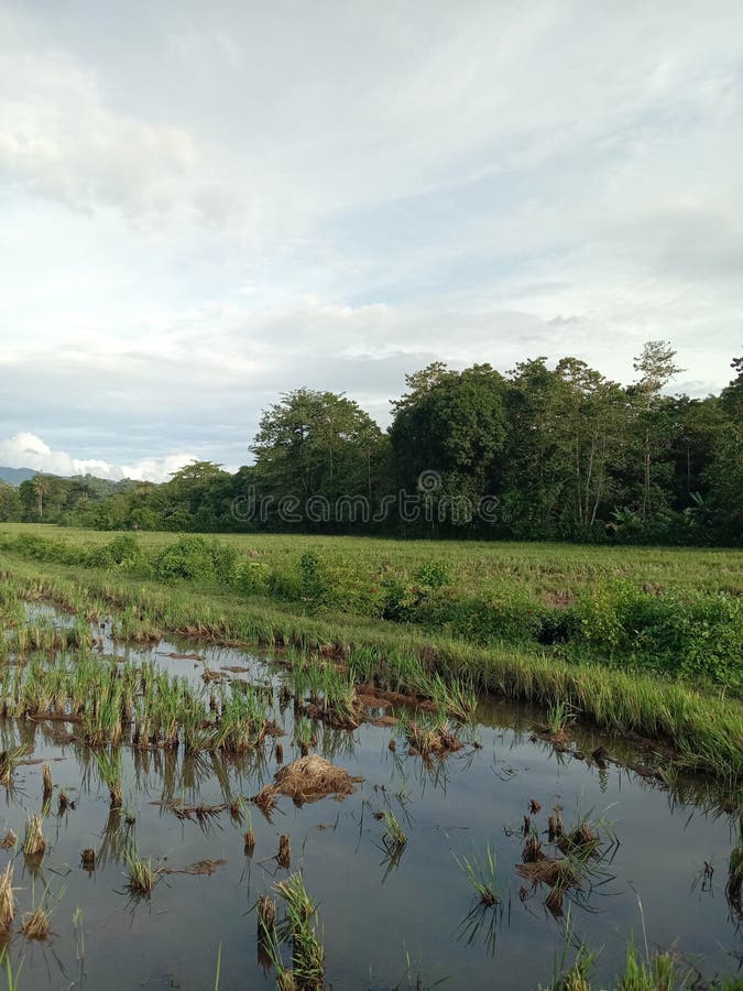 Verdant Rice Fields Majestic Mountain Backdrop Under Cloudy Sky Stock Photos - Free & Royalty ...