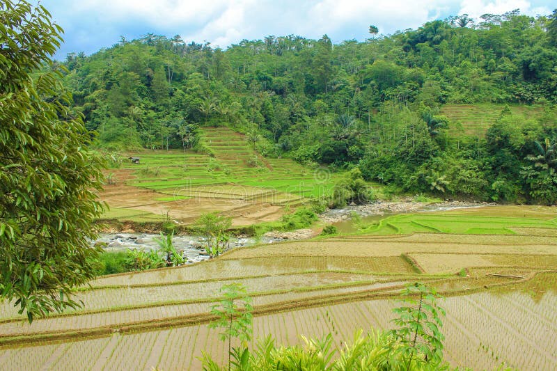 Verdant Rice Paddy Landscape. Rural Tranquility of Paddy Fields Stock ...