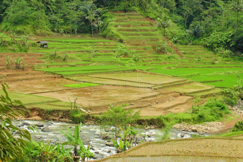Verdant Rice Paddy Landscape. Rural Tranquility of Paddy Fields Stock ...