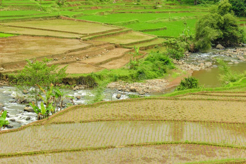 Verdant Rice Paddy Landscape. Rural Tranquility of Paddy Fields Stock ...