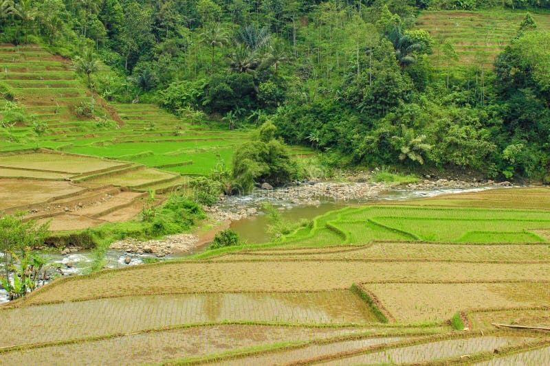 Verdant Rice Paddy Landscape. Rural Tranquility of Paddy Fields Stock ...
