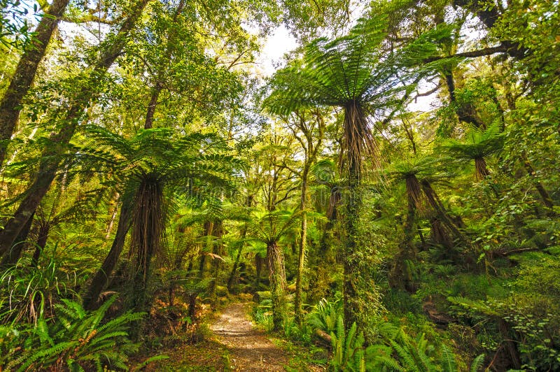 Verdant Sleep in Een Subtropisch Bos Stock Afbeelding - Image of ...
