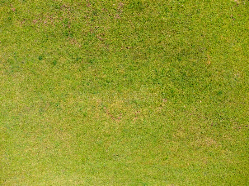 Verdant Spring Grass Texture Stock Image - Image of vegetation, field ...