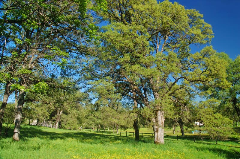 Verdant spring landscape stock image. Image of countryside - 931011