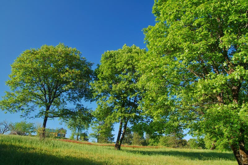 Verdant Spring Landscape Picture. Image: 931153