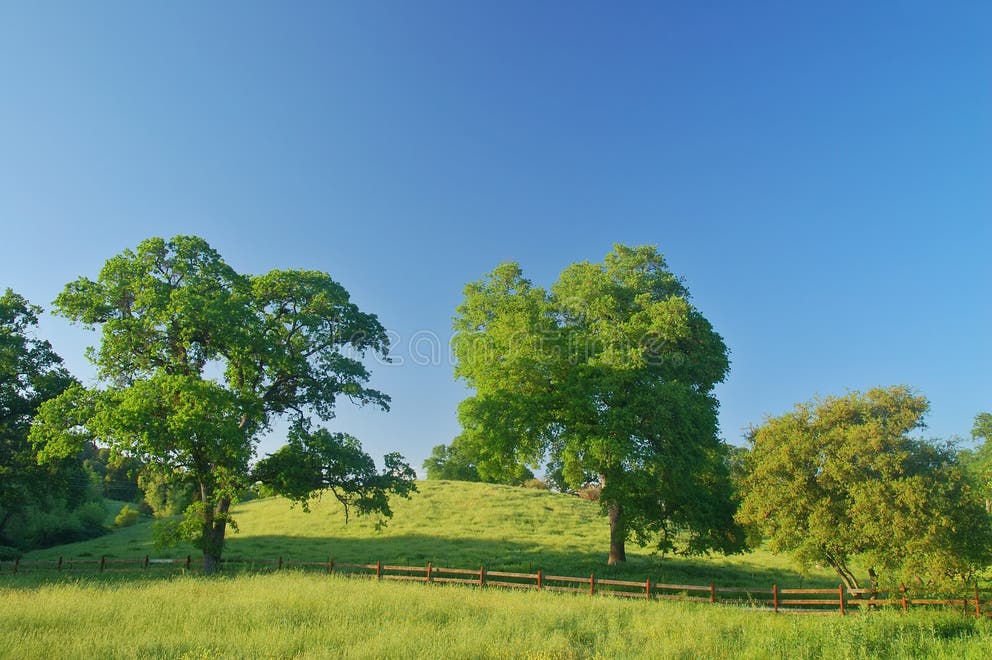 Verdant spring landscape stock image. Image of forest, landscape - 931171