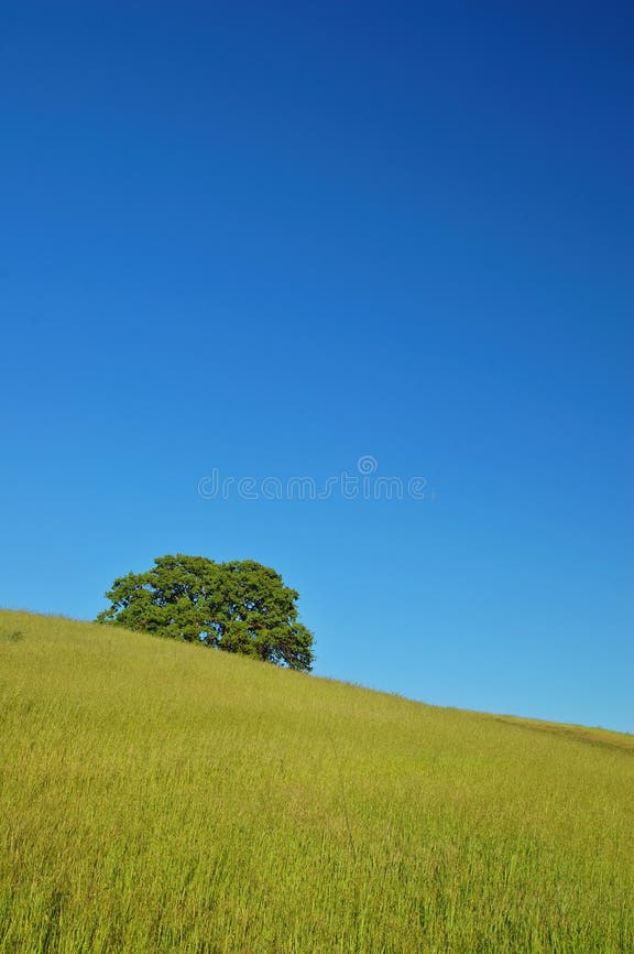 Verdant spring landscape stock image. Image of meadow, field - 931315