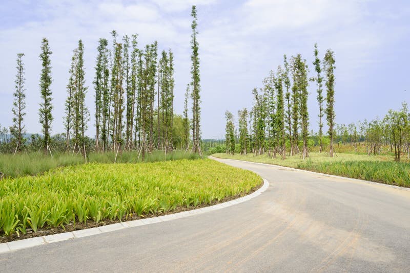 Verdant Summer Plants by Curving Road on Sunny Day Stock Photo - Image ...