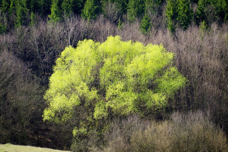 A verdant willow stock image. Image of beautiful, beauty - 89793815