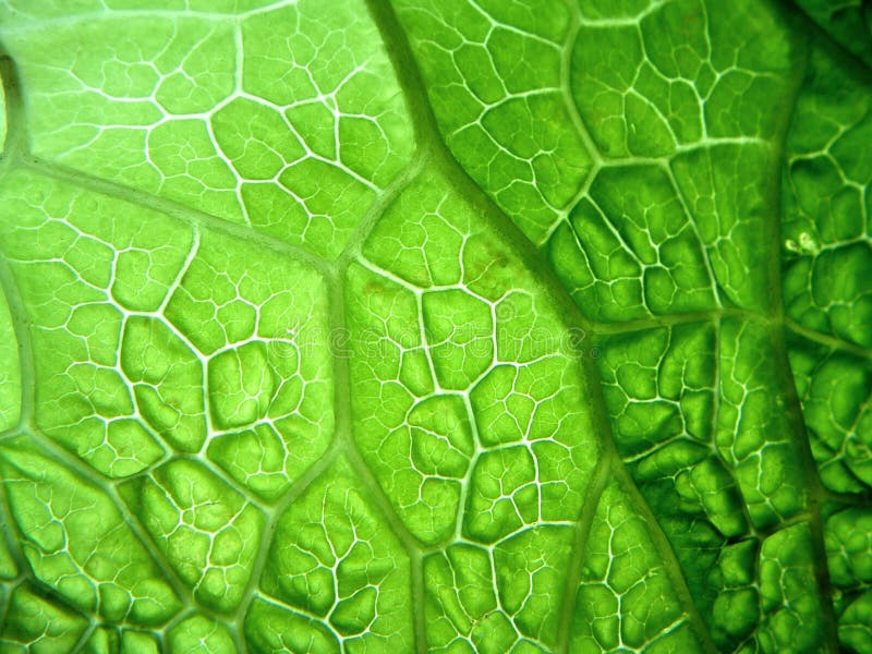 Verde Musgo Color Pictures And Images - RGB Color Hex Code [#80C040 - 22%]