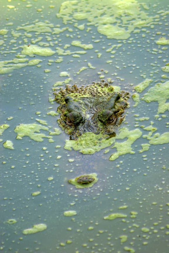 Verde con envidia imagen de archivo. Imagen de hambriento - 522935