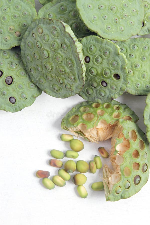 Verde Das Sementes De Lotus Isolado Imagem de Stock - Imagem de ...
