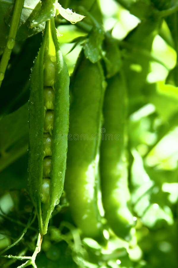 Verde de ervilha imagem de stock. Imagem de vegetarianos - 10023183
