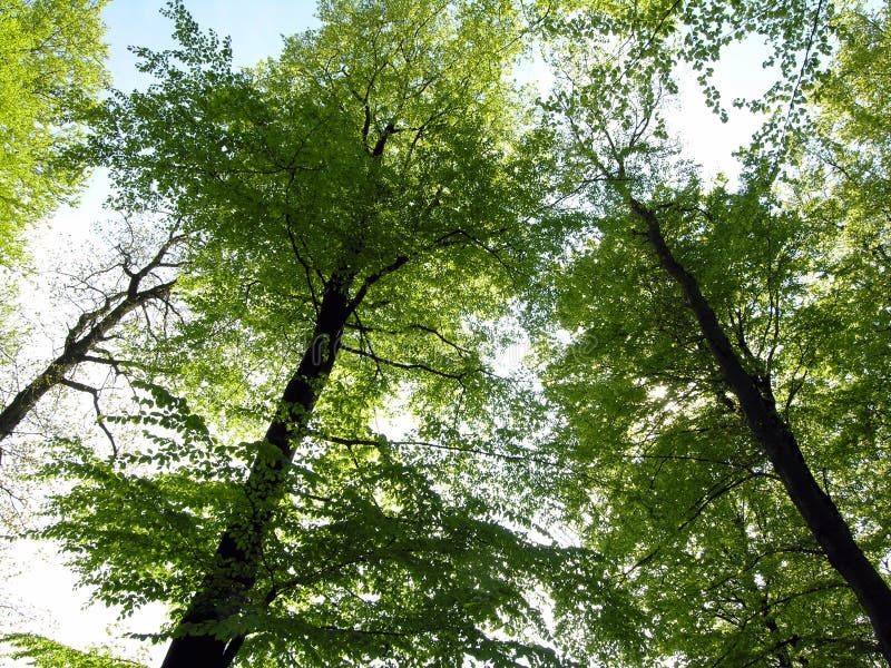 Verde floresta foto de stock. Imagem de floresta, madeira - 7783042