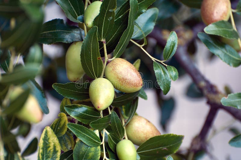 Verde de la azufaifa foto de archivo. Imagen de rojo - 16016564