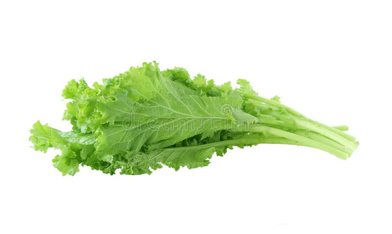 Planta verde de mostaza imagen de archivo. Imagen de hoja - 56085051