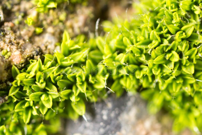 Verde De Musgo Na Natureza Macro Foto de Stock - Imagem de ninguém ...